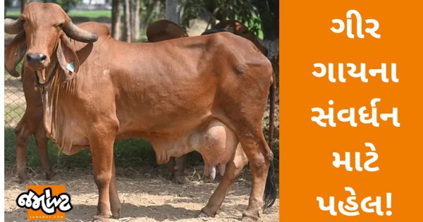 First IVF Breeding Of Gir Cow In Amreli In The Country